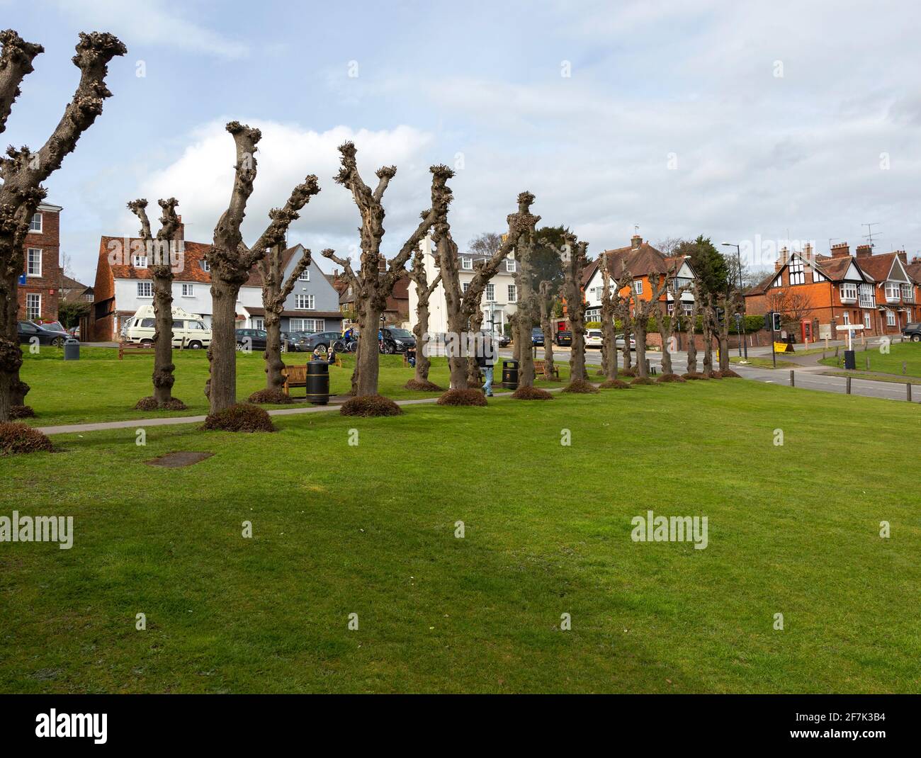 Pollarded lime trees hi-res stock photography and images - Alamy