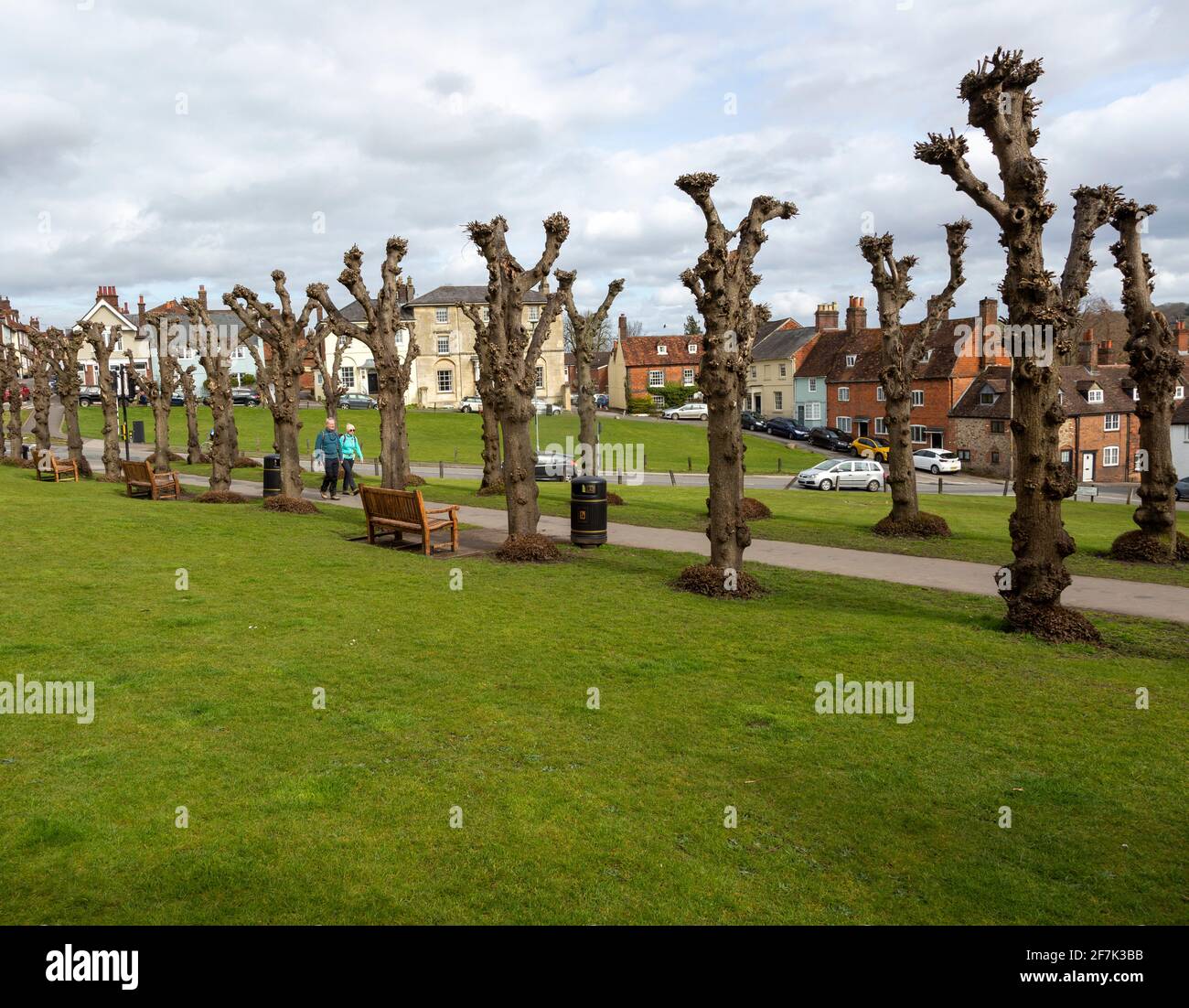 Pollarded lime trees hi-res stock photography and images - Alamy