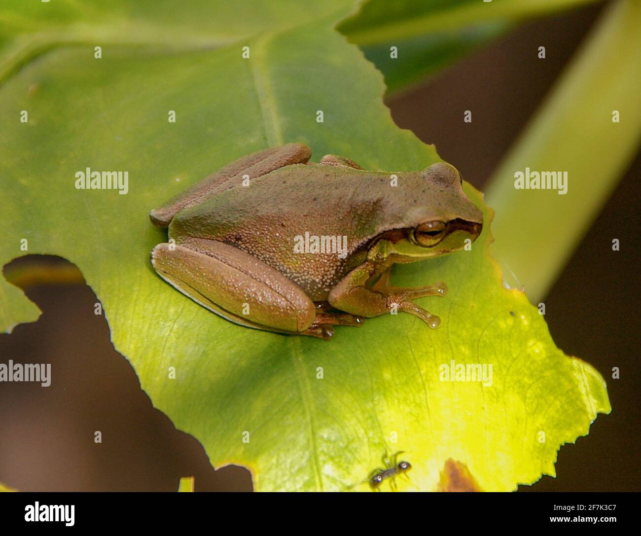 Litoria pearsoniana hi-res stock photography and images - Alamy