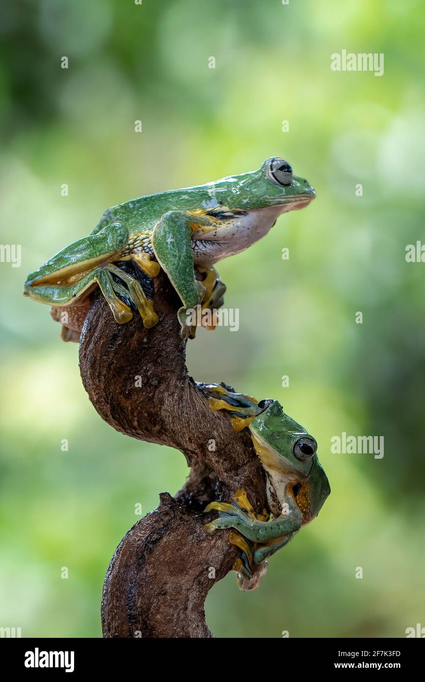 Both flying frogs perch upon a branch. BEKSAI, INDONESIA: ADORABLE ...