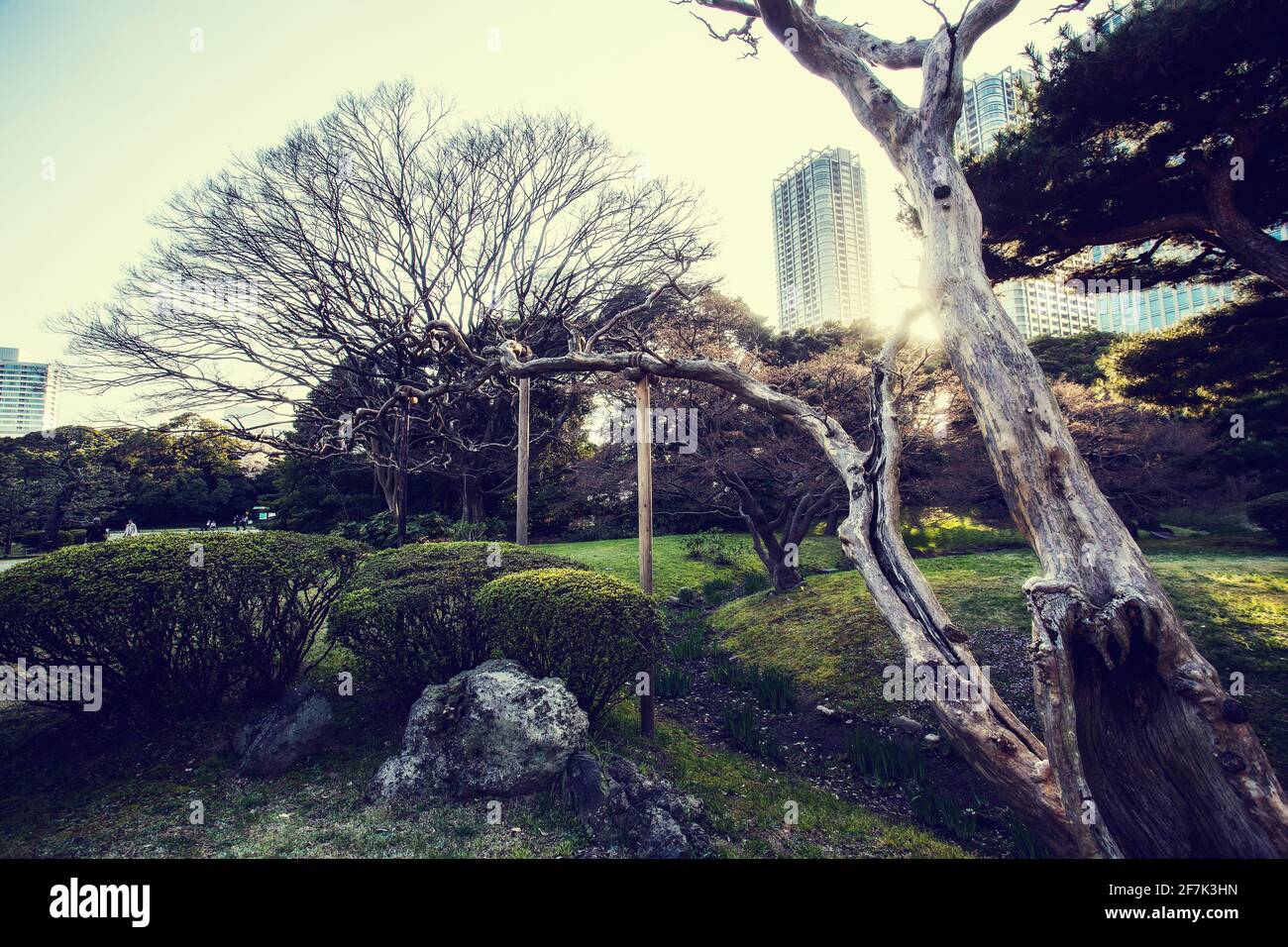 Dead tree in Hamarikyu gardens. Sunset and pine trees. Time of Sakura ...