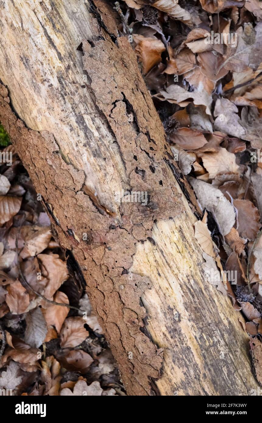 Bark Peeling From Tree High Resolution Stock Photography and Images - Alamy