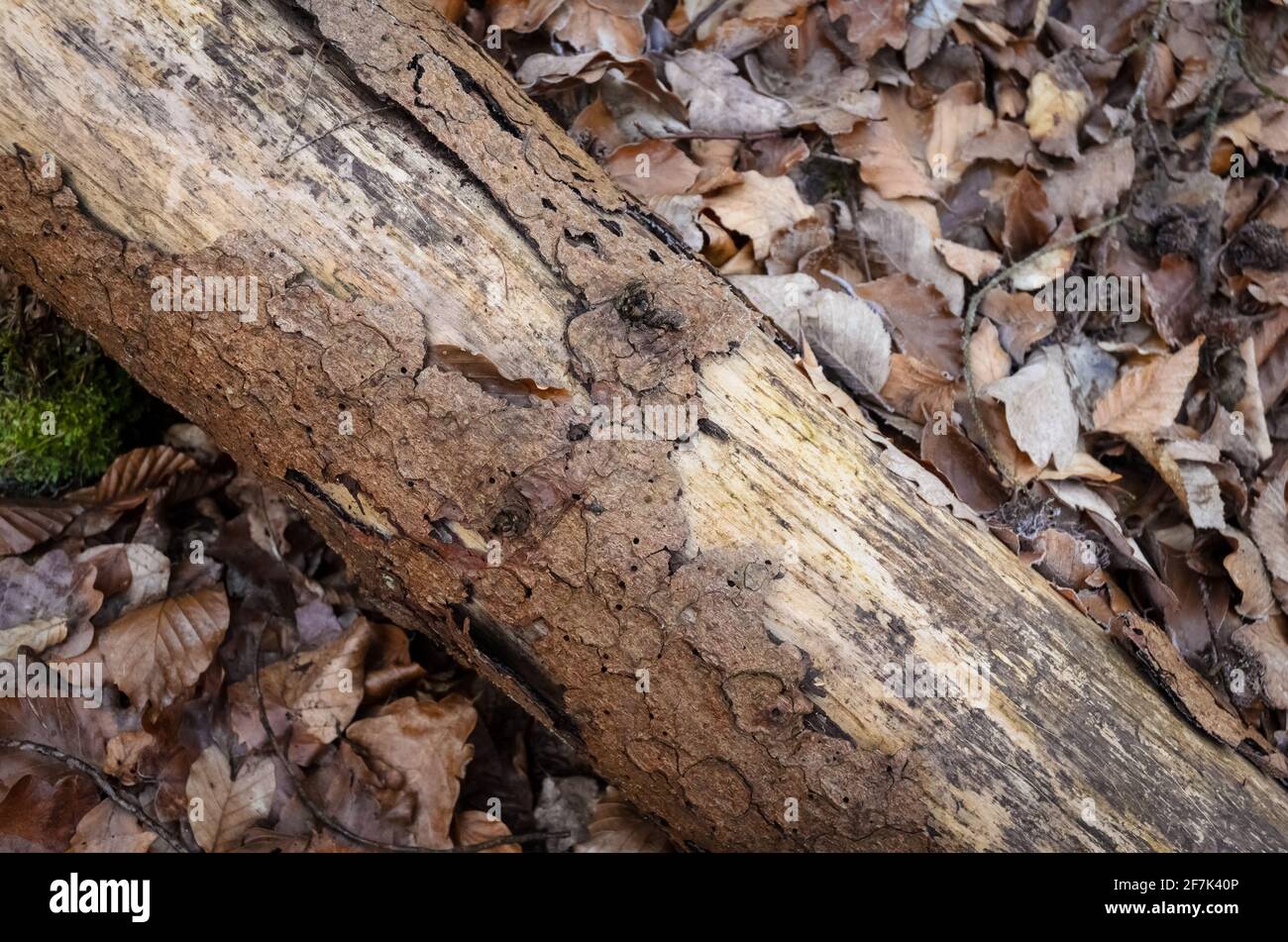 Bark Peeling From Tree High Resolution Stock Photography and Images - Alamy