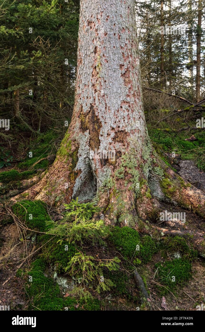 Vegetation in germany hi-res stock photography and images - Alamy