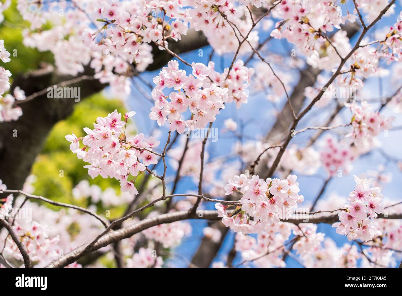 Japanese sakura and cherry blossom trees in full bloom. Beautiful pink ...