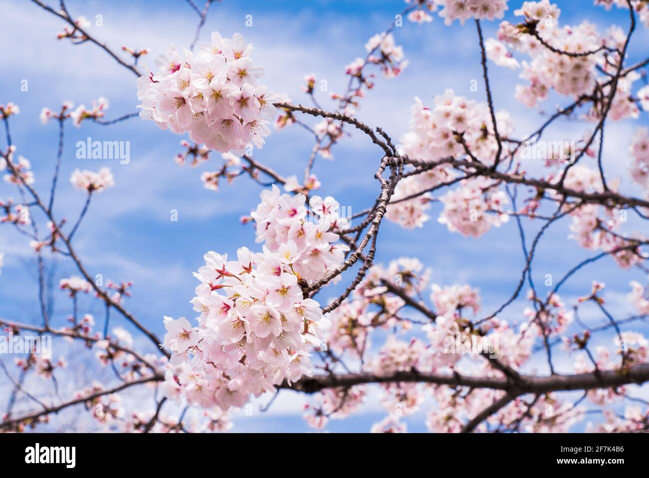 Japanese sakura and cherry blossom trees in full bloom. Beautiful pink ...
