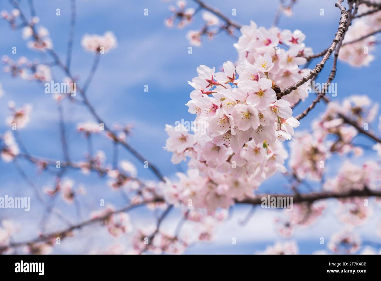 Japanese sakura and cherry blossom trees in full bloom. Beautiful pink ...