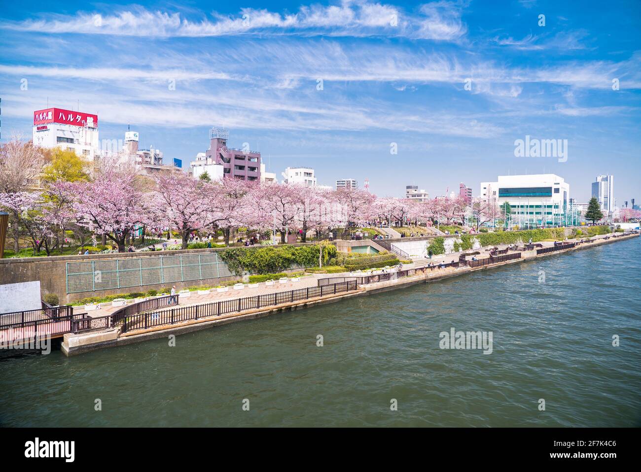 Sakura season by the Sumida River in Tokyo. Spring Hanami picnics and ...