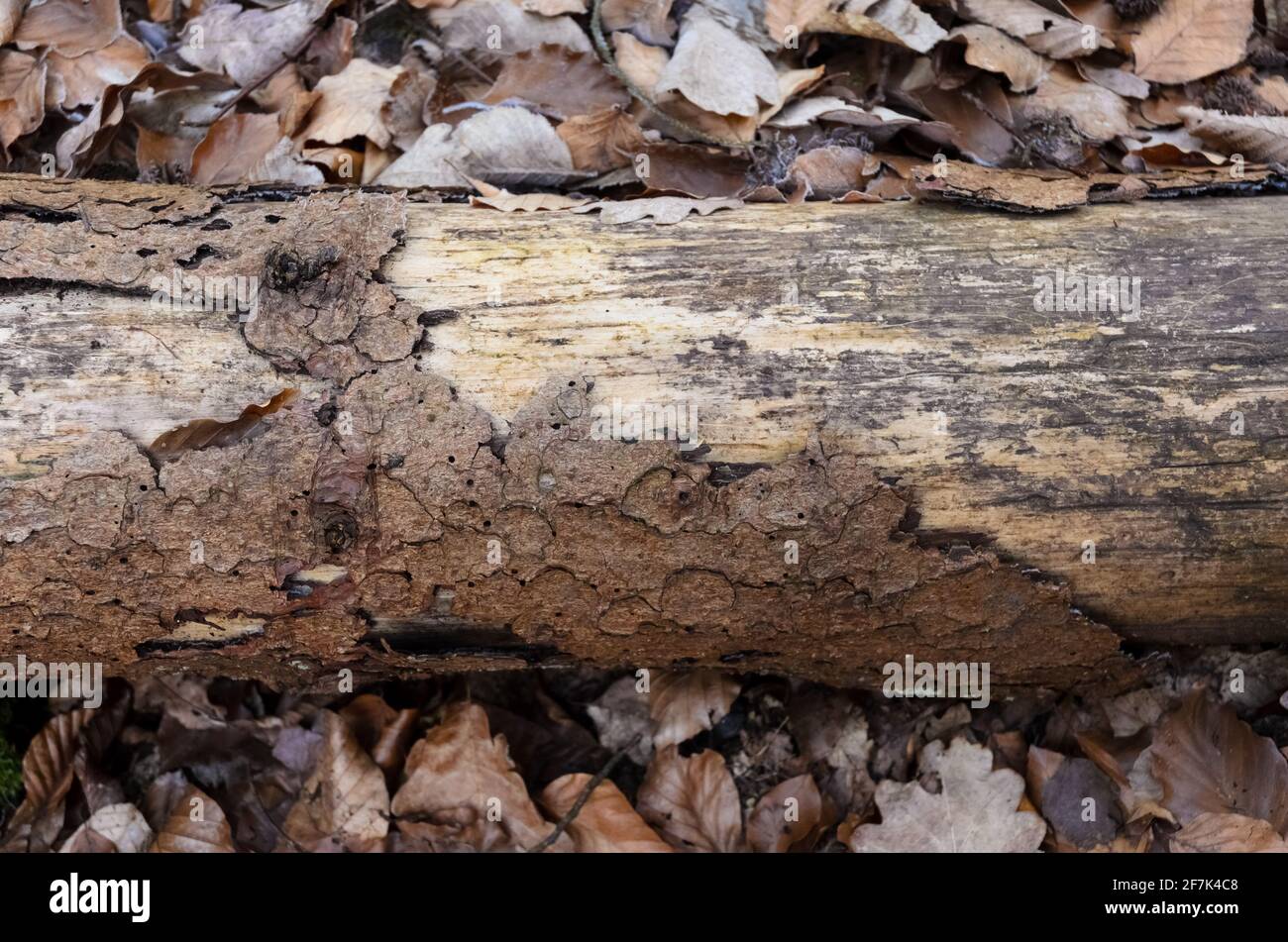 Bark Peeling From Tree High Resolution Stock Photography and Images - Alamy