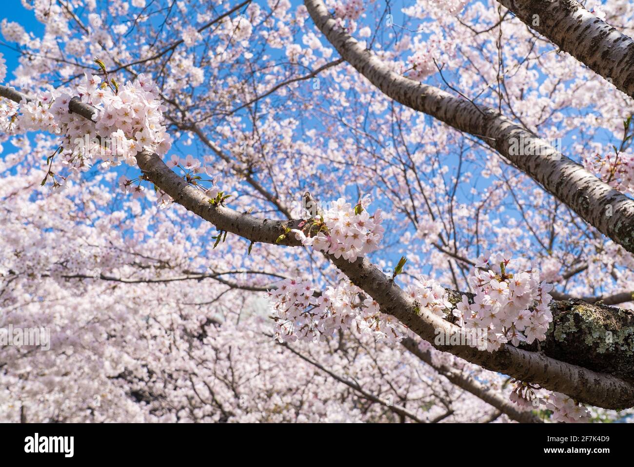 Japanese sakura and cherry blossom trees in full bloom. Beautiful pink ...