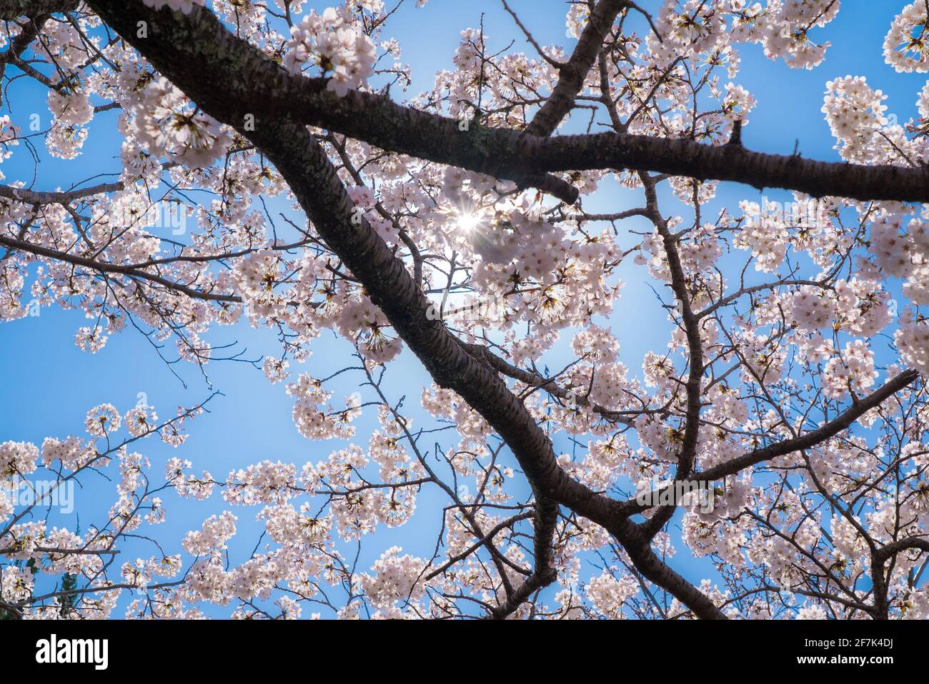 Japanese sakura and cherry blossom trees in full bloom. Beautiful pink ...