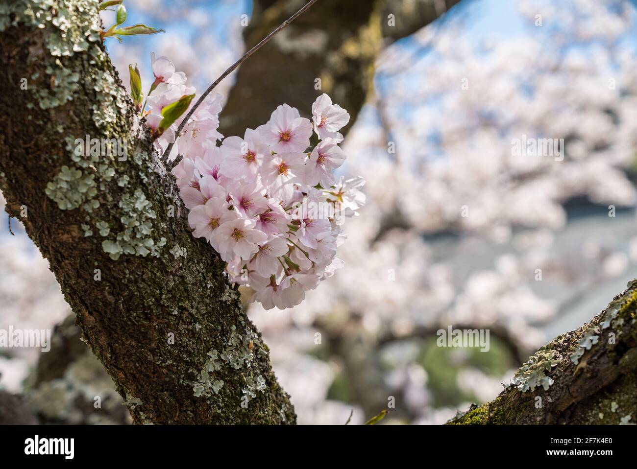 Japanese sakura and cherry blossom trees in full bloom. Beautiful pink ...