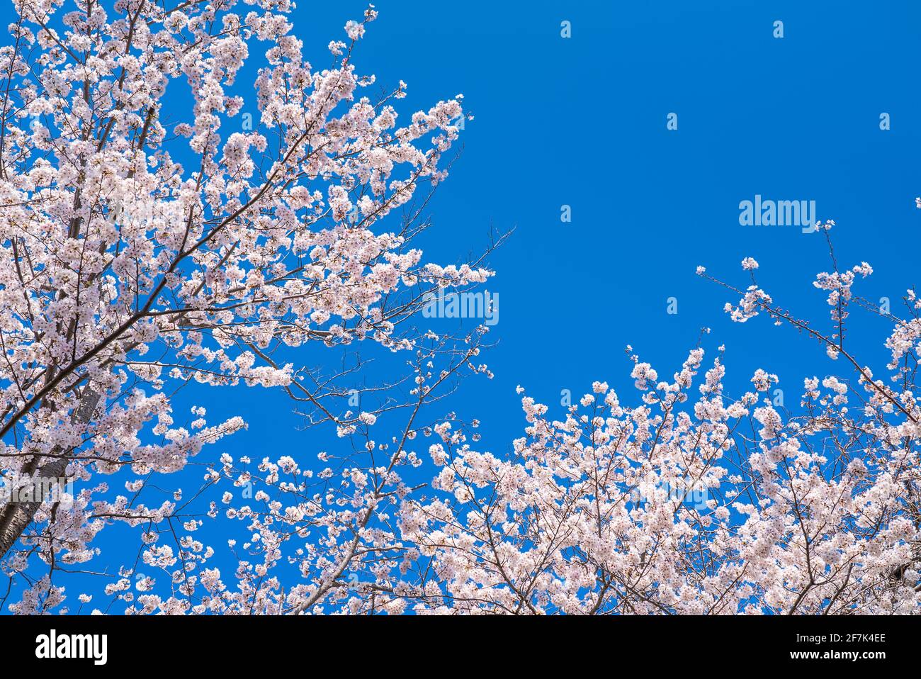 Japanese sakura and cherry blossom trees in full bloom. Beautiful pink ...