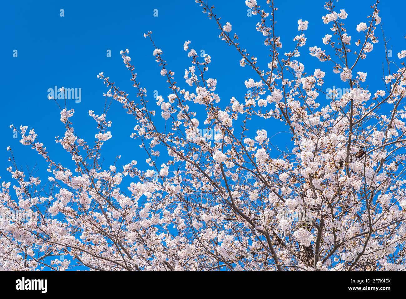 Japanese sakura and cherry blossom trees in full bloom. Beautiful pink ...