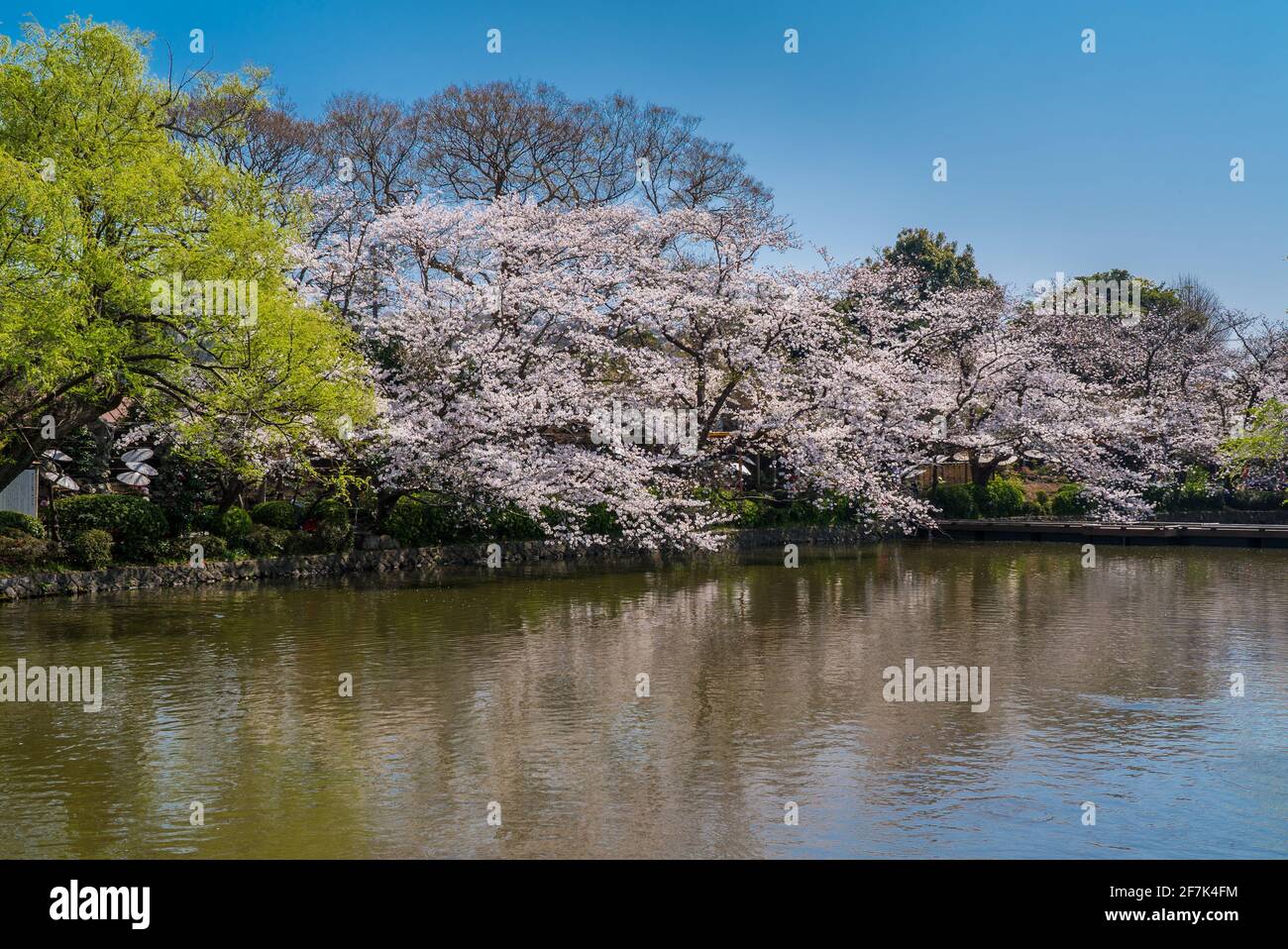 Japanese sakura and cherry blossom trees in full bloom beside a lake ...