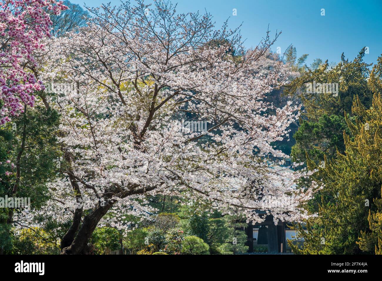 Japanese sakura and cherry blossom trees in full bloom. Beautiful pink ...