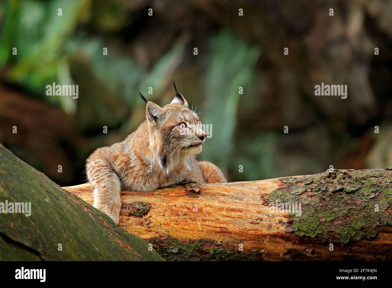 Lynx in green forest. Wildlife scene from nature. Walking Eurasian lynx ...