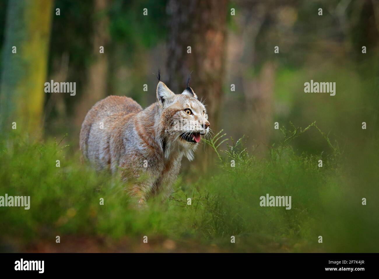 Lynx in green forest. Wildlife scene from nature. Walking Eurasian lynx ...