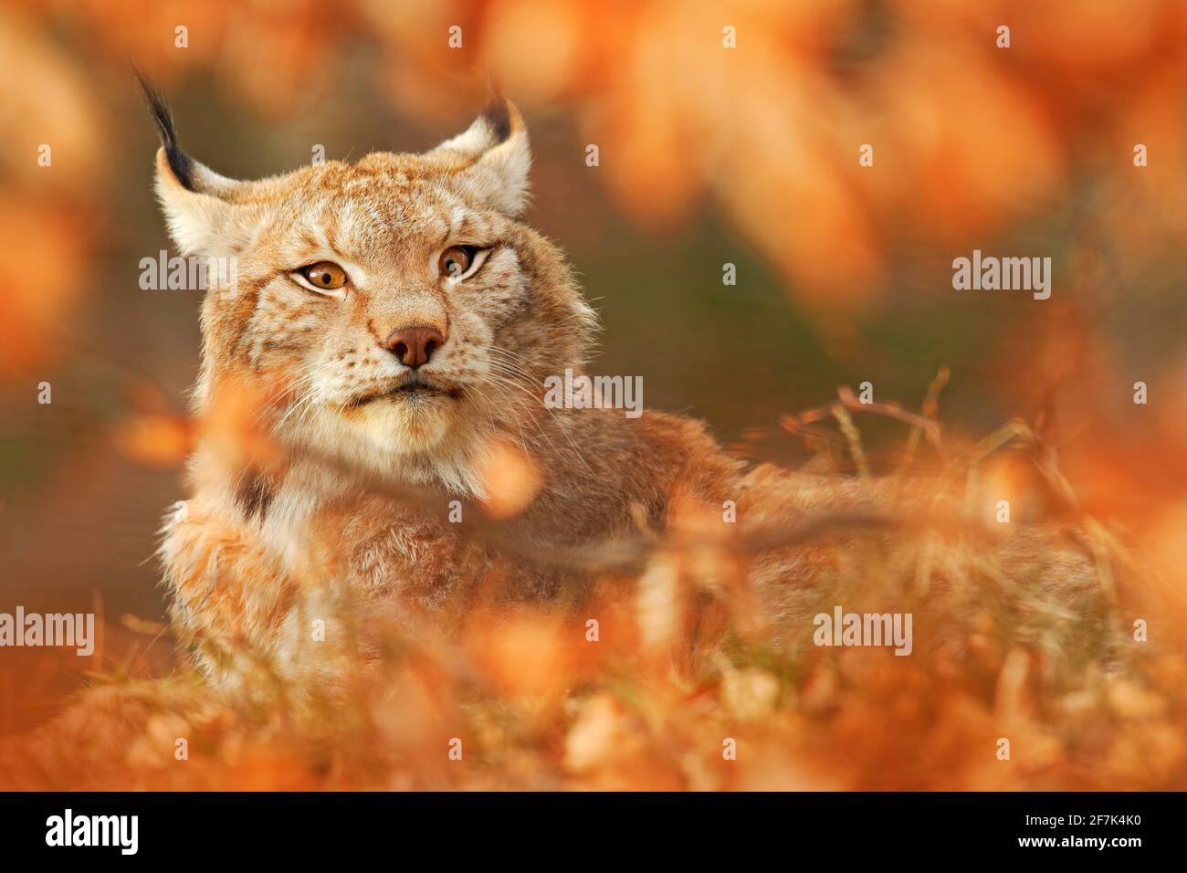 Lynx in orange autumn forest. Wildlife scene from nature. Cute fur ...