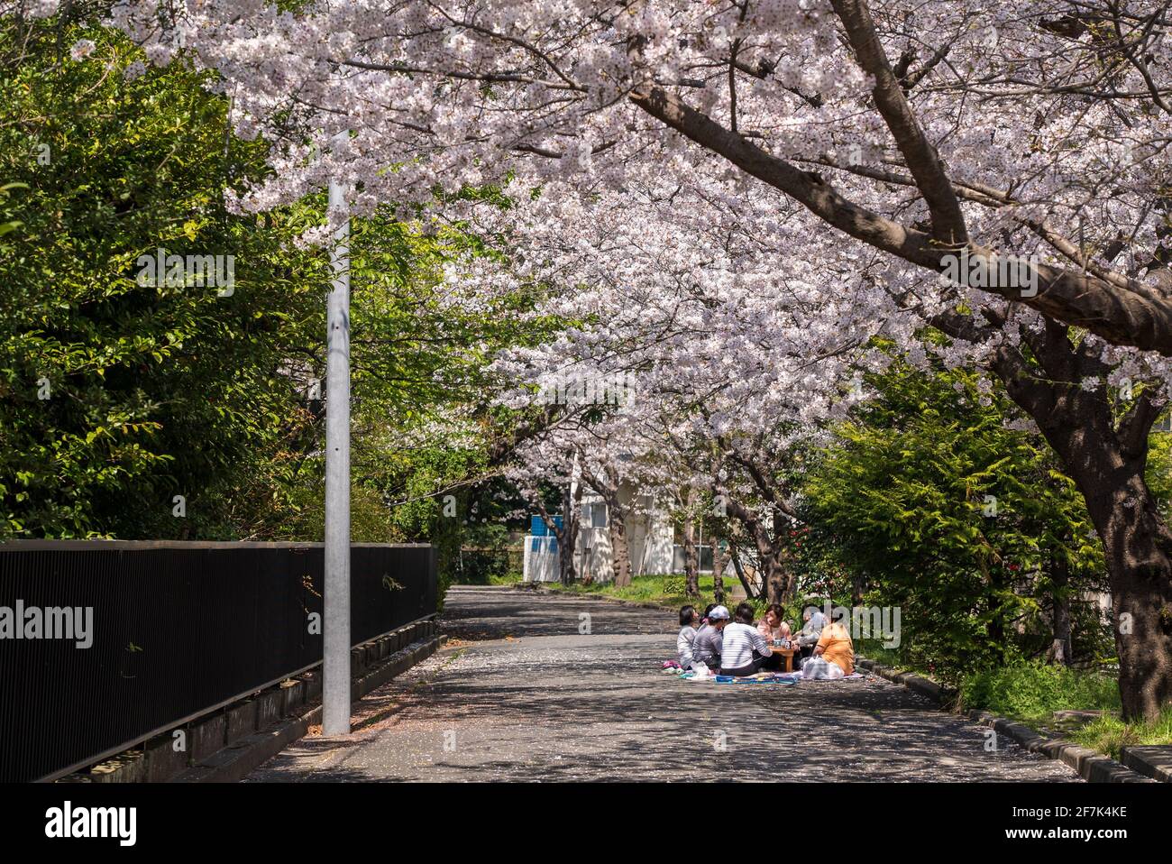 Sakura Season. Japanese sakura and cherry tree in full bloom. People ...