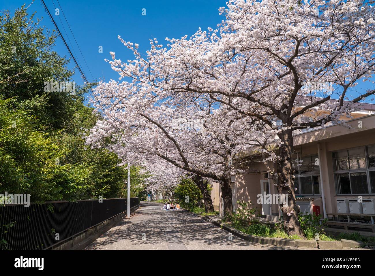 Sakura Season. Japanese sakura and cherry tree in full bloom. People ...