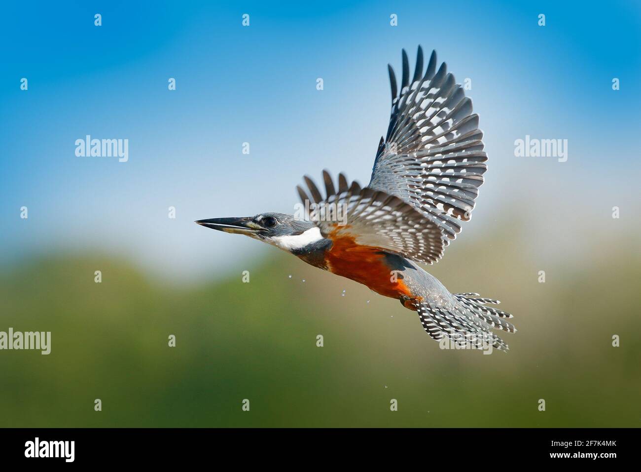 Kingfisher in fly. Flying bird Ringed Kingfisher above blue river with ...