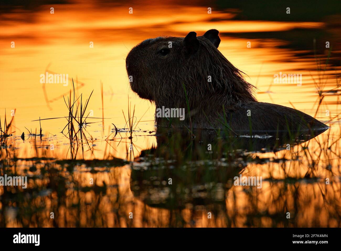 Biggest Mouse In The World