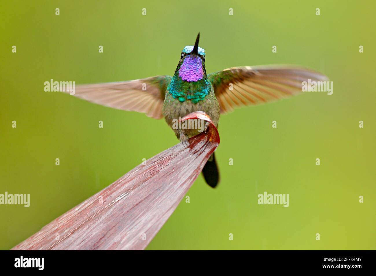 Purple-throated Mountain-gem, Lampornis calolaemus, hummingbird from ...