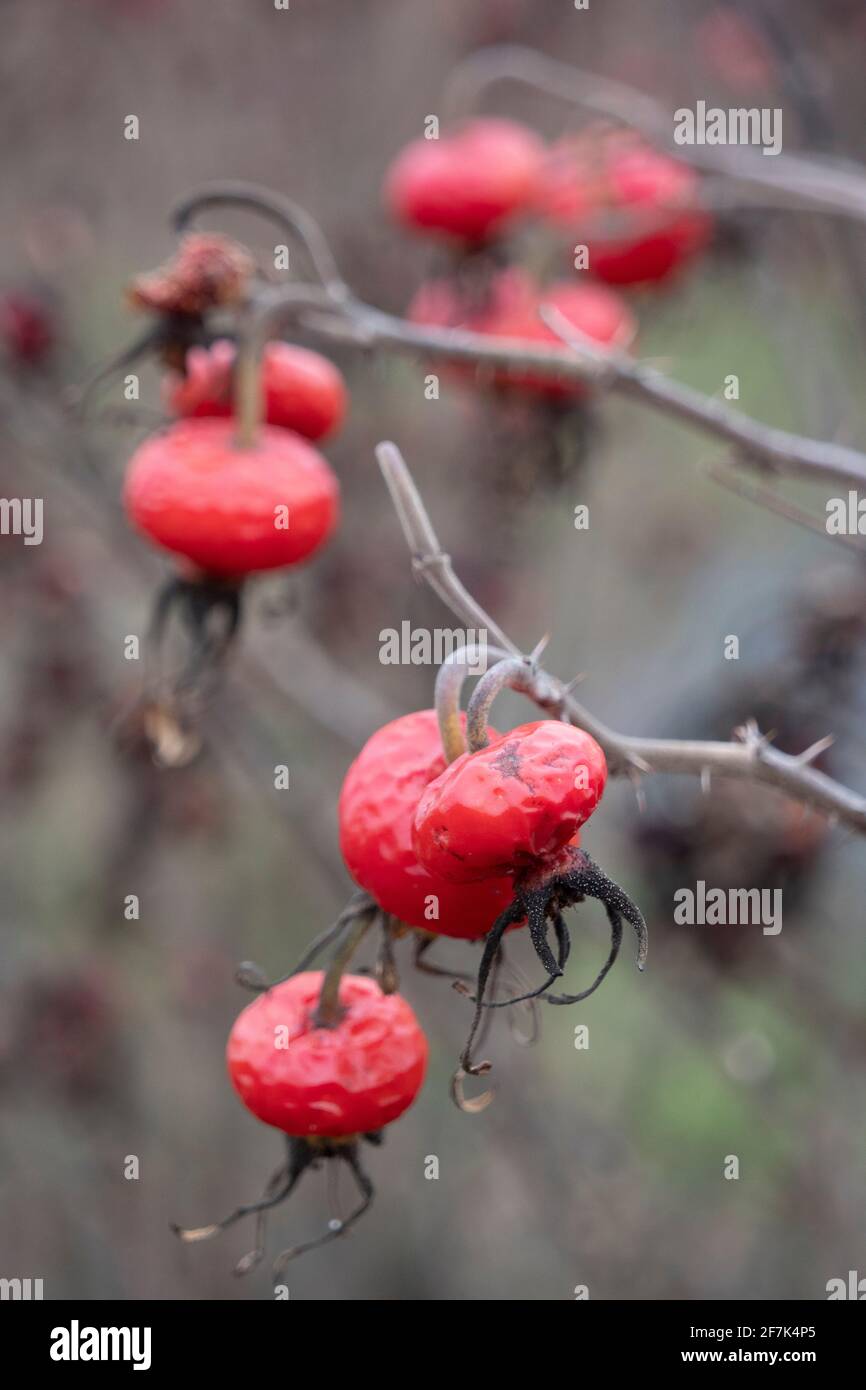 Flowers, plants and trees UK Stock Photo - Alamy