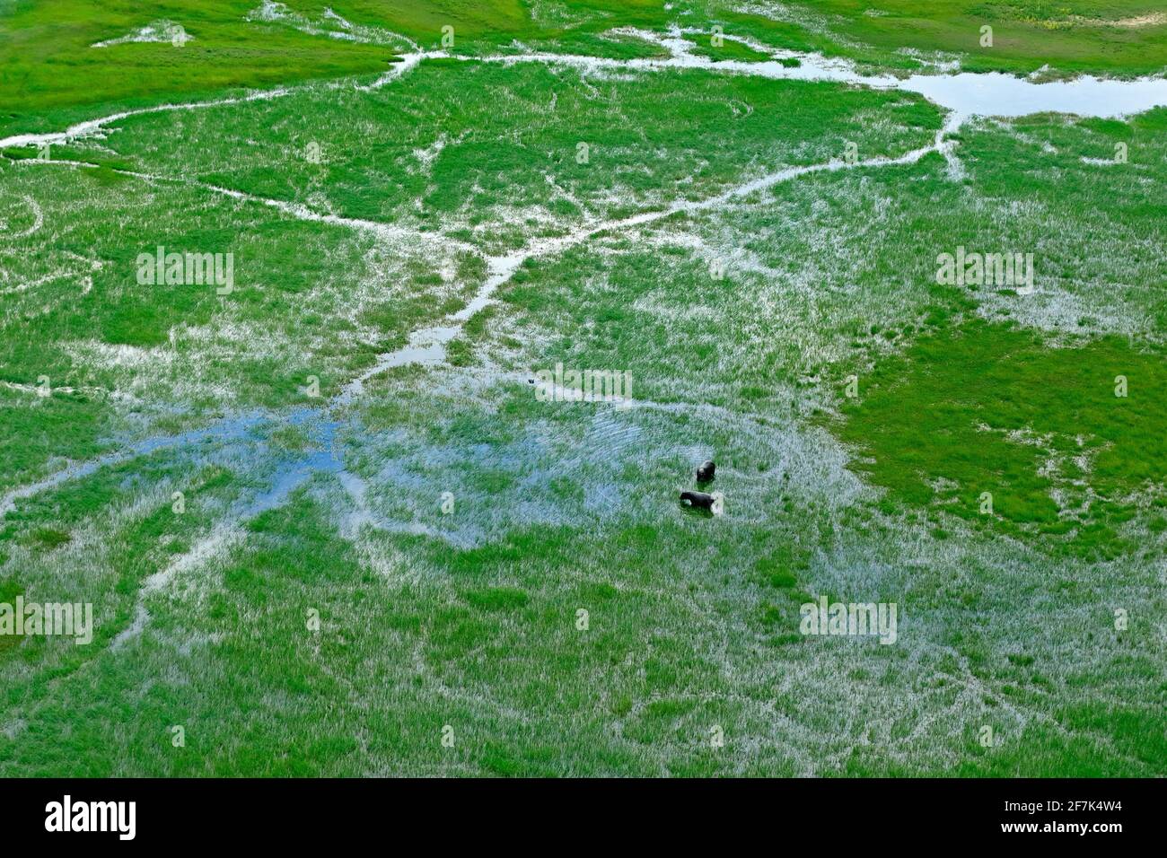 Hippo in aerial landscape in Okavango delta, Botswana. Lakes and rivers ...