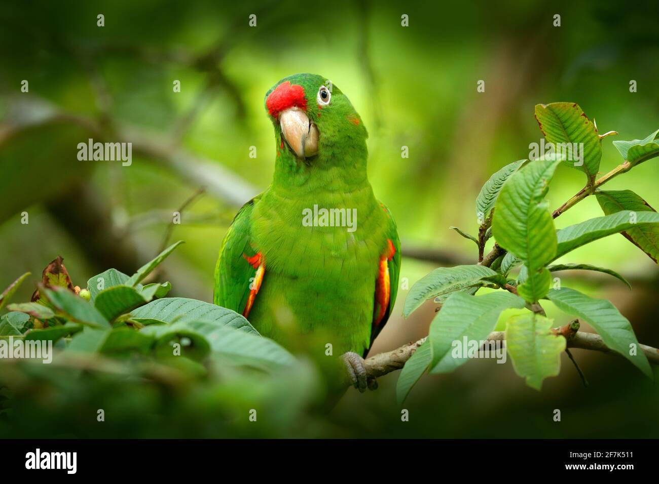 Ara aratinga hi-res stock photography and images - Alamy