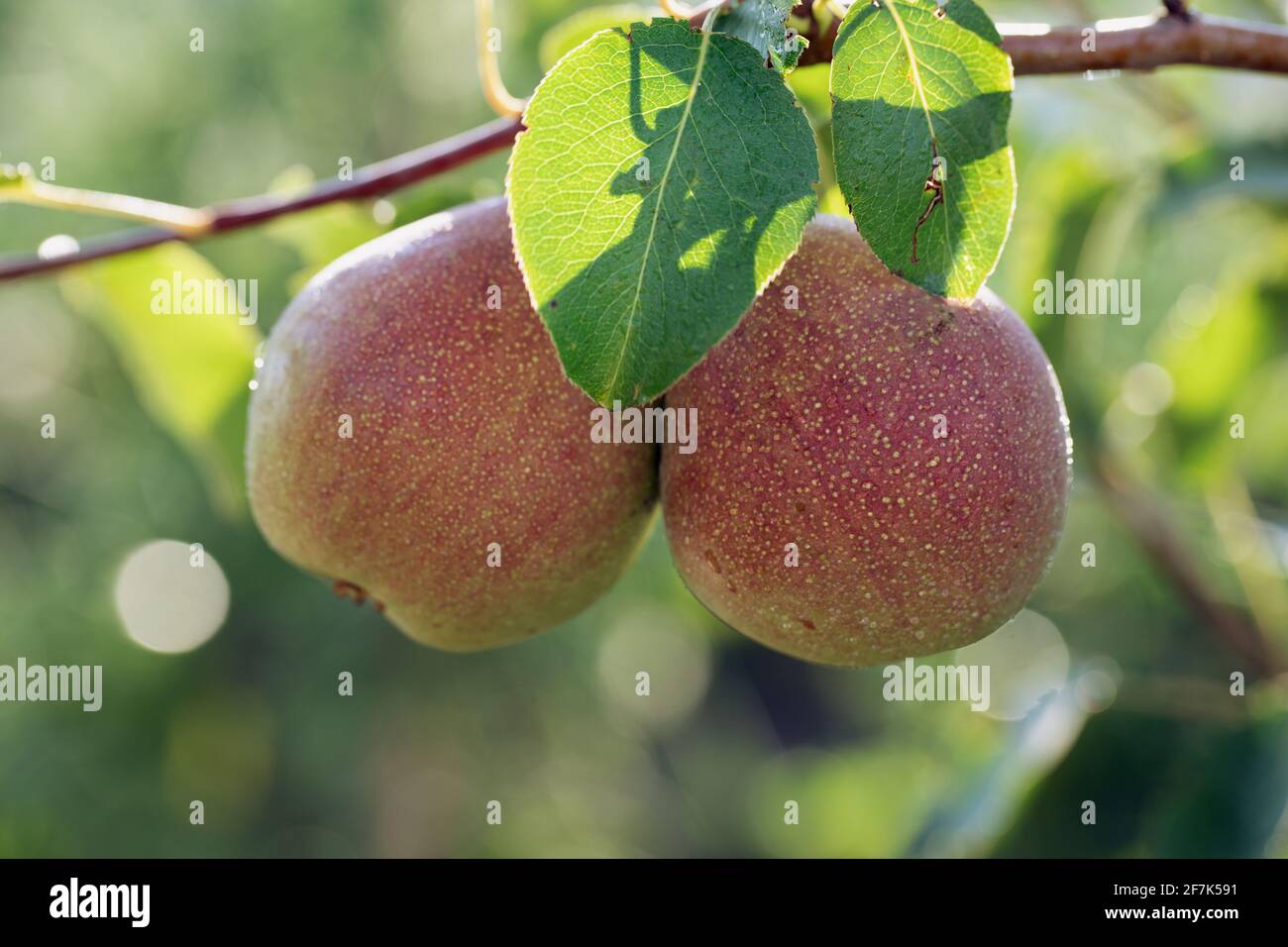 Two ripe yellow-pink pear hang on tree branch in summer sunlight on ...