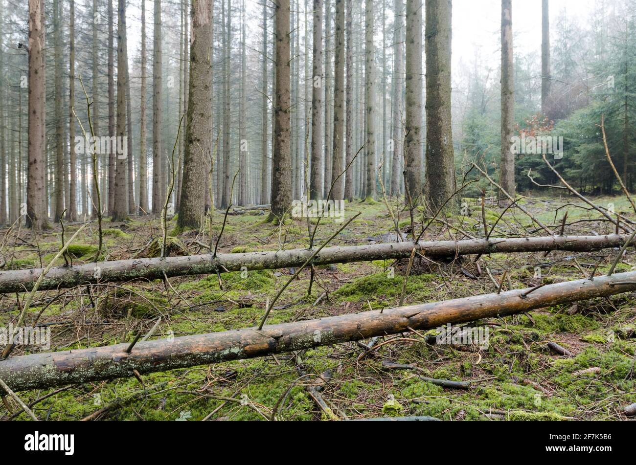 Woodlands trees hi-res stock photography and images - Alamy