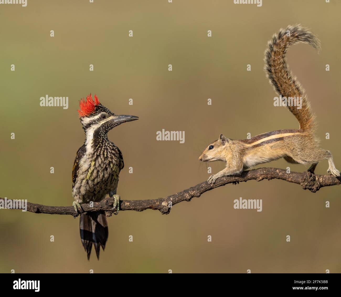 The squirrel inquisitively approaches the woodpecker who's perched on a ...