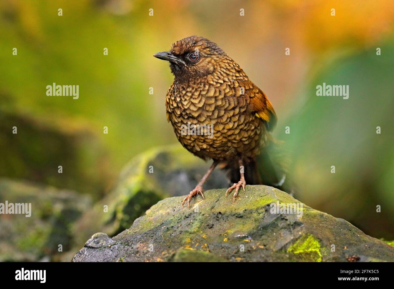 Scaly Laughingthrush, Trochalopteron subunicolor, bird in stones near ...