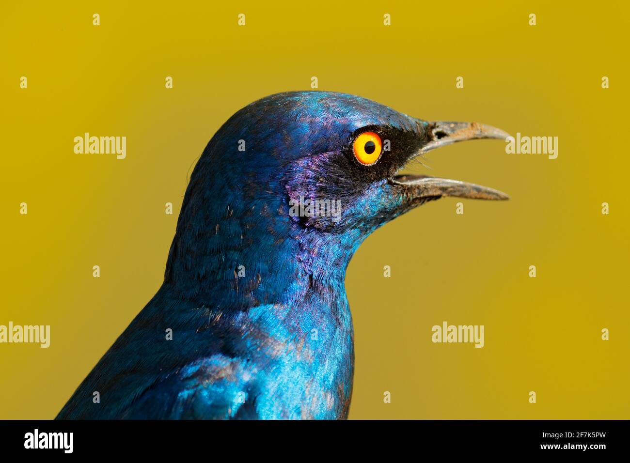 Beautiful shiny bird in the green forest. Cape Glossy Starling ...