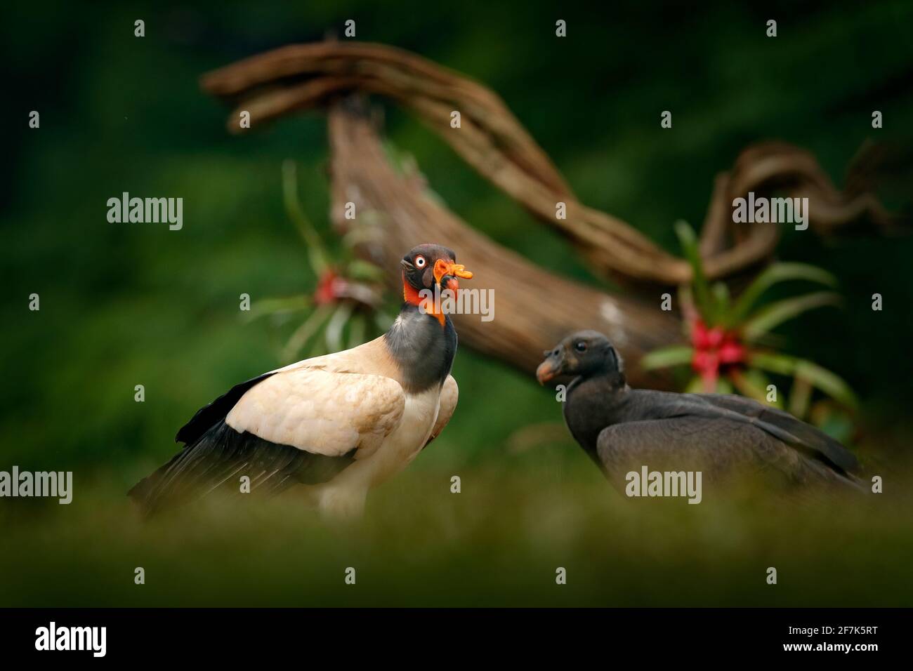 King vulture, Costa Rica, large bird with young, South America ...