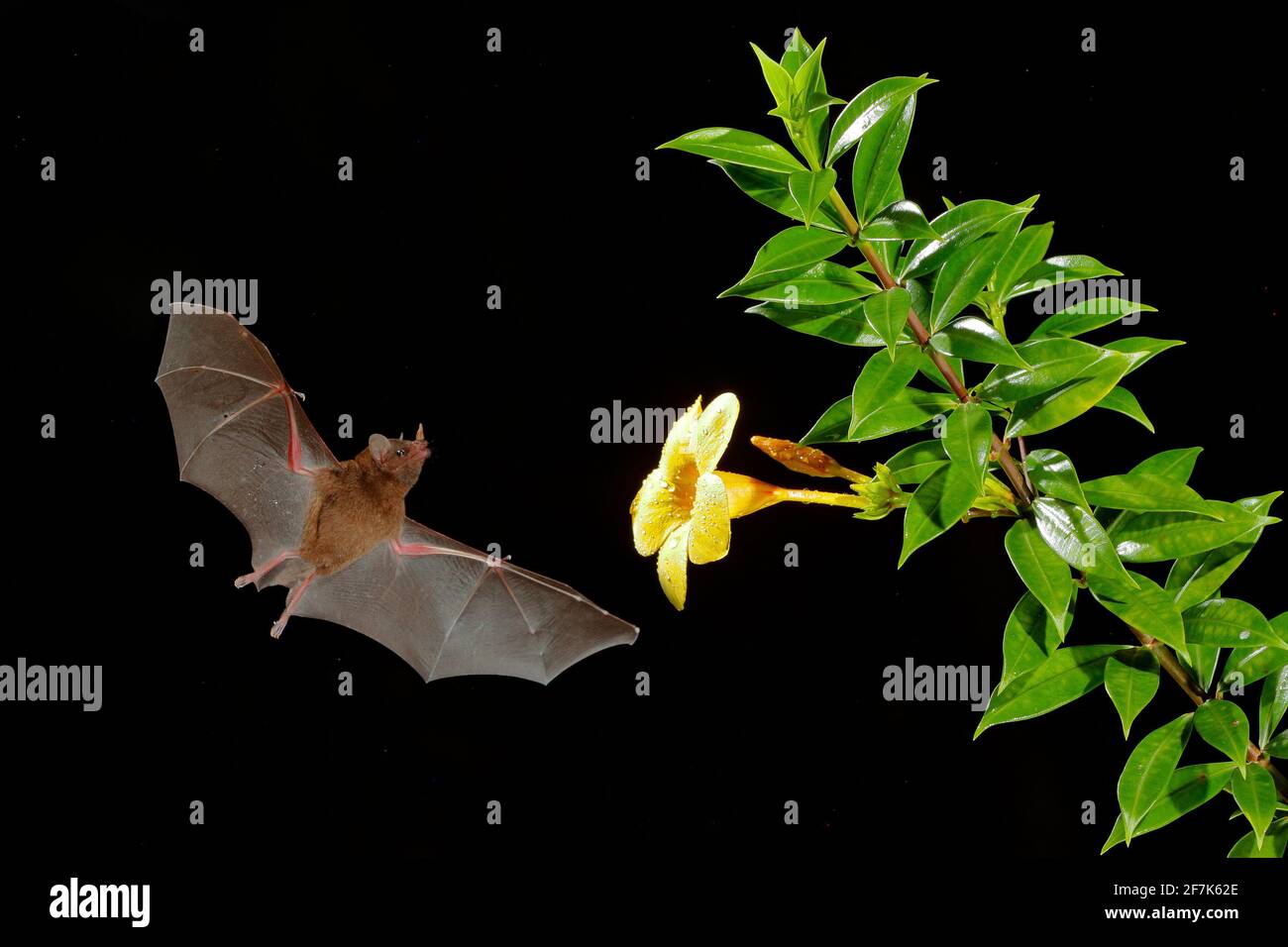 Orange nectar bat, Lonchophylla robusta, flying bat in dark night ...
