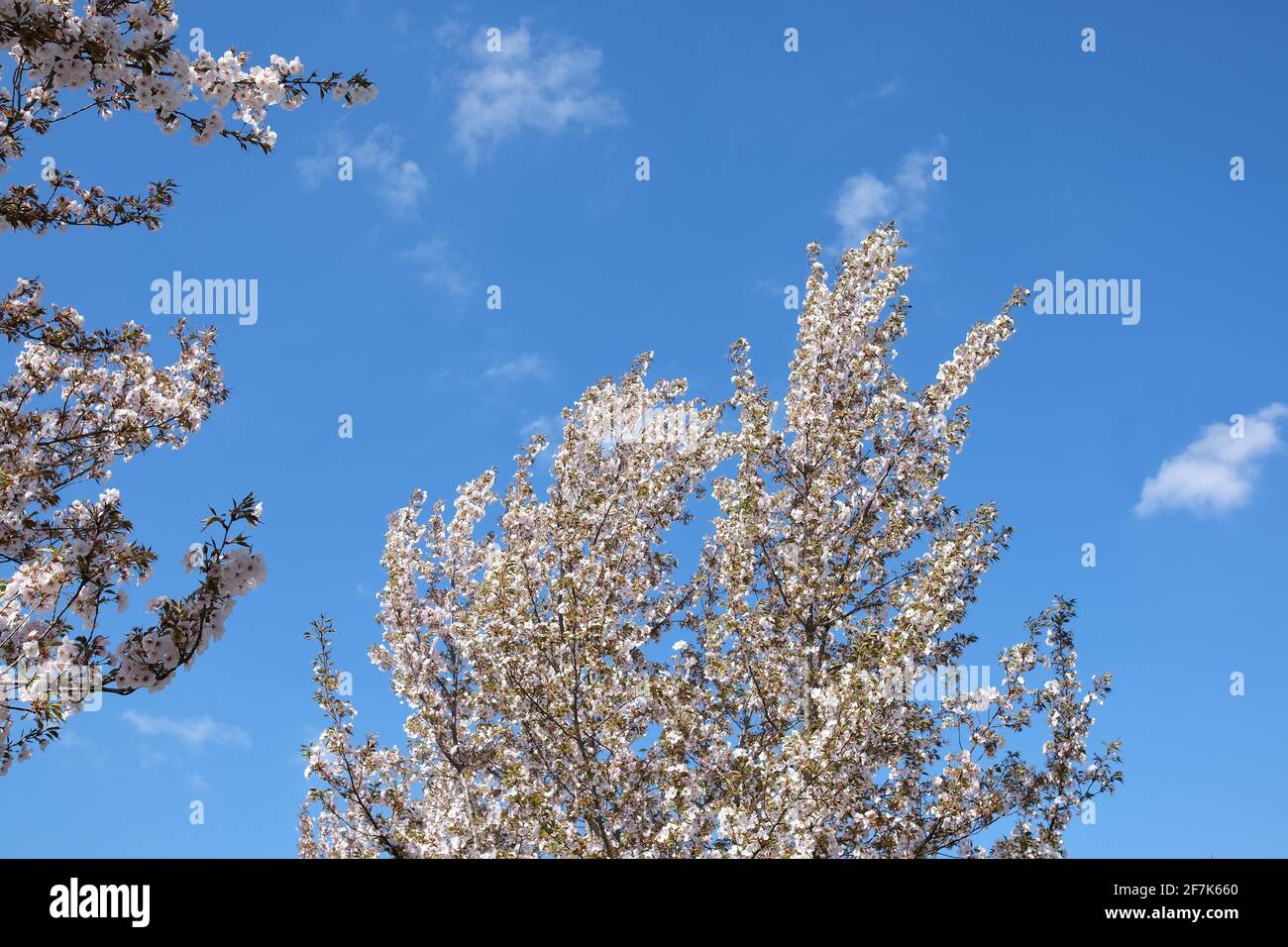 Beautiful tree blooming in spring time with a blue sky in the ...