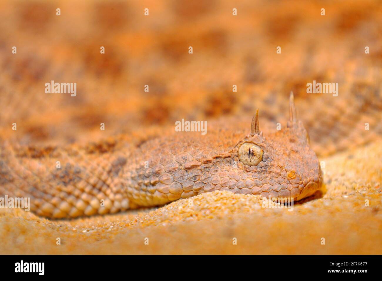 Saharan horned desert viper, Cerastes cerastes, in Northern Africa ...