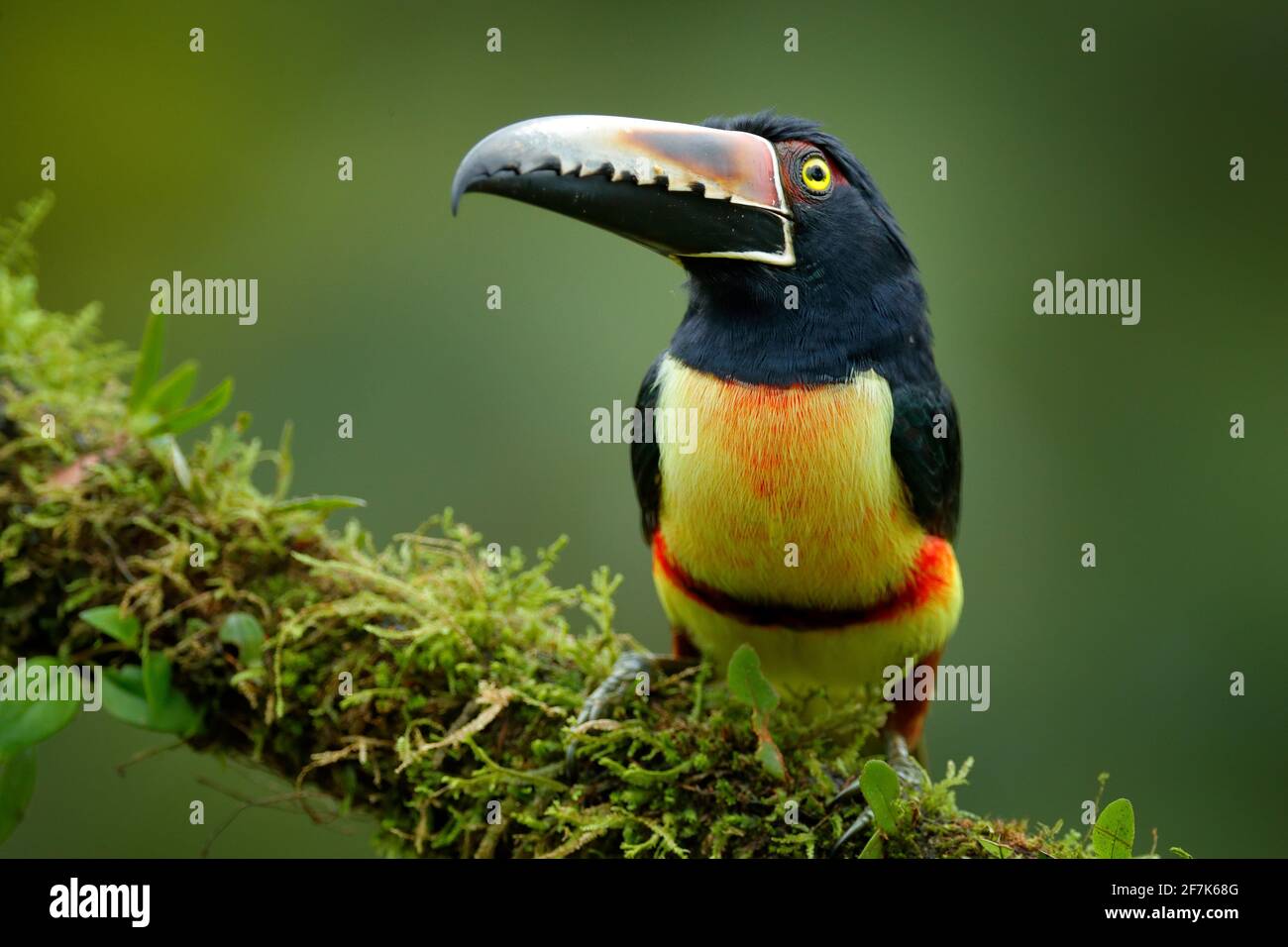 Toucan Collared Aracari, Pteroglossus torquatus, bird with big bill ...