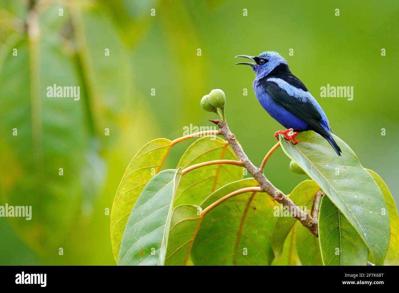 Red-legged Honeycreeper, Cyanerpes cyaneus, exotic tropical blue bird ...