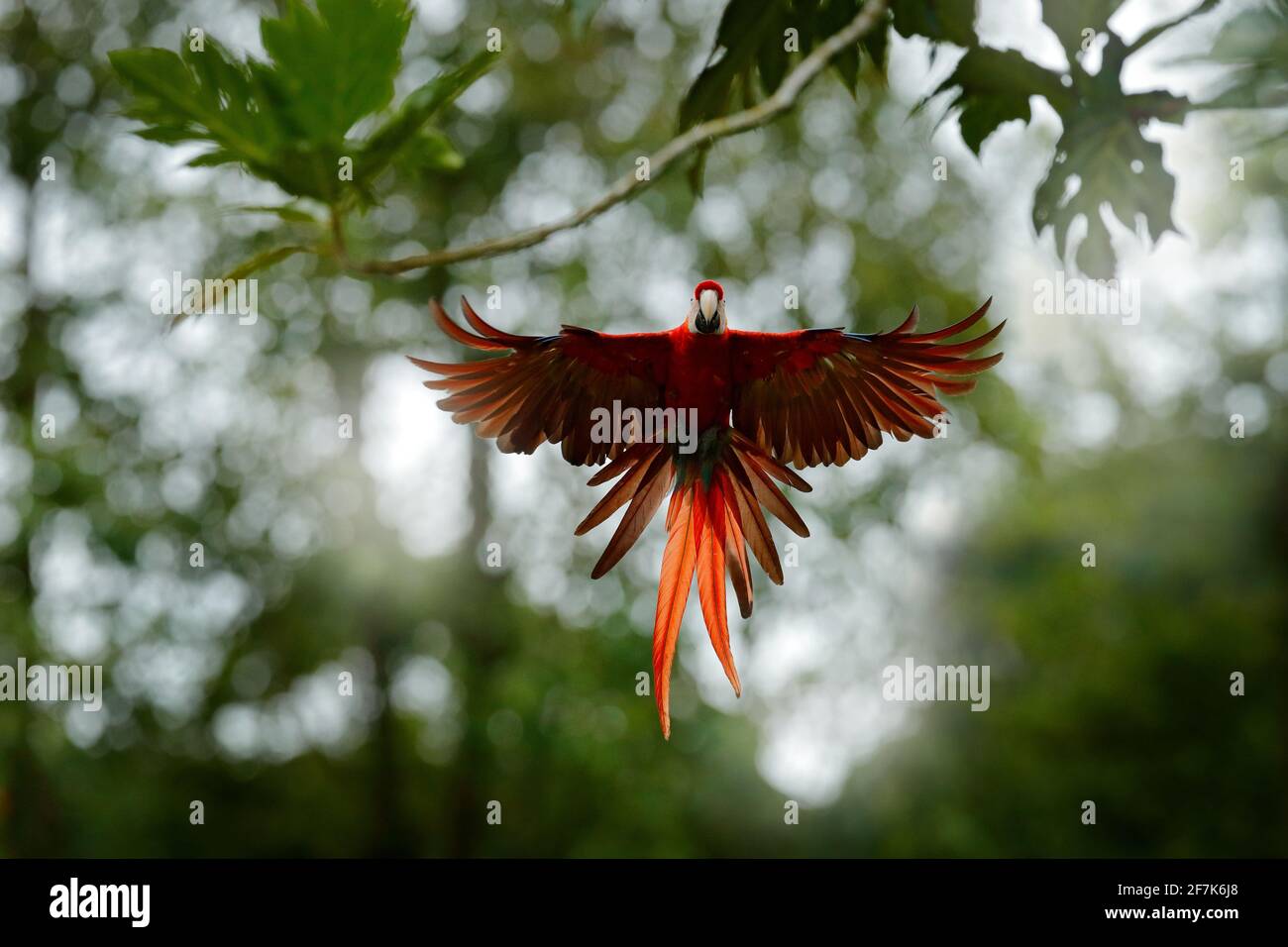 Red parrot flying in dark green vegetation with beautiful back light ...