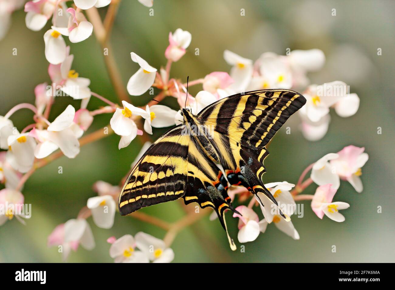 Philippines butterfly garden hi-res stock photography and images - Alamy