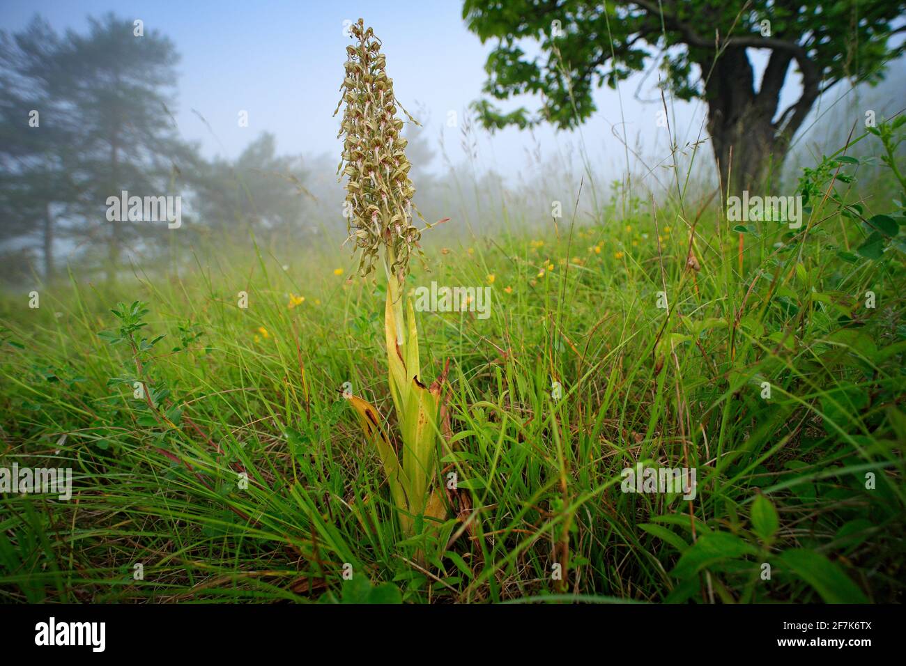 Himantoglossum hircinum, Lizard Orchid, detail of bloom wild plants ...