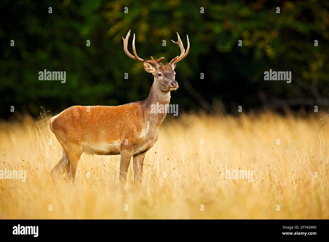 Red deer stag, majestic powerful adult animal outside autumn forest ...