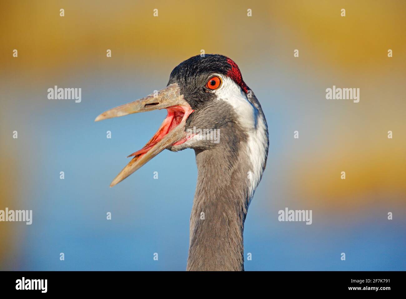 Common Crane, Grus grus, big bird in the nature habitat, Lake Hornborga ...