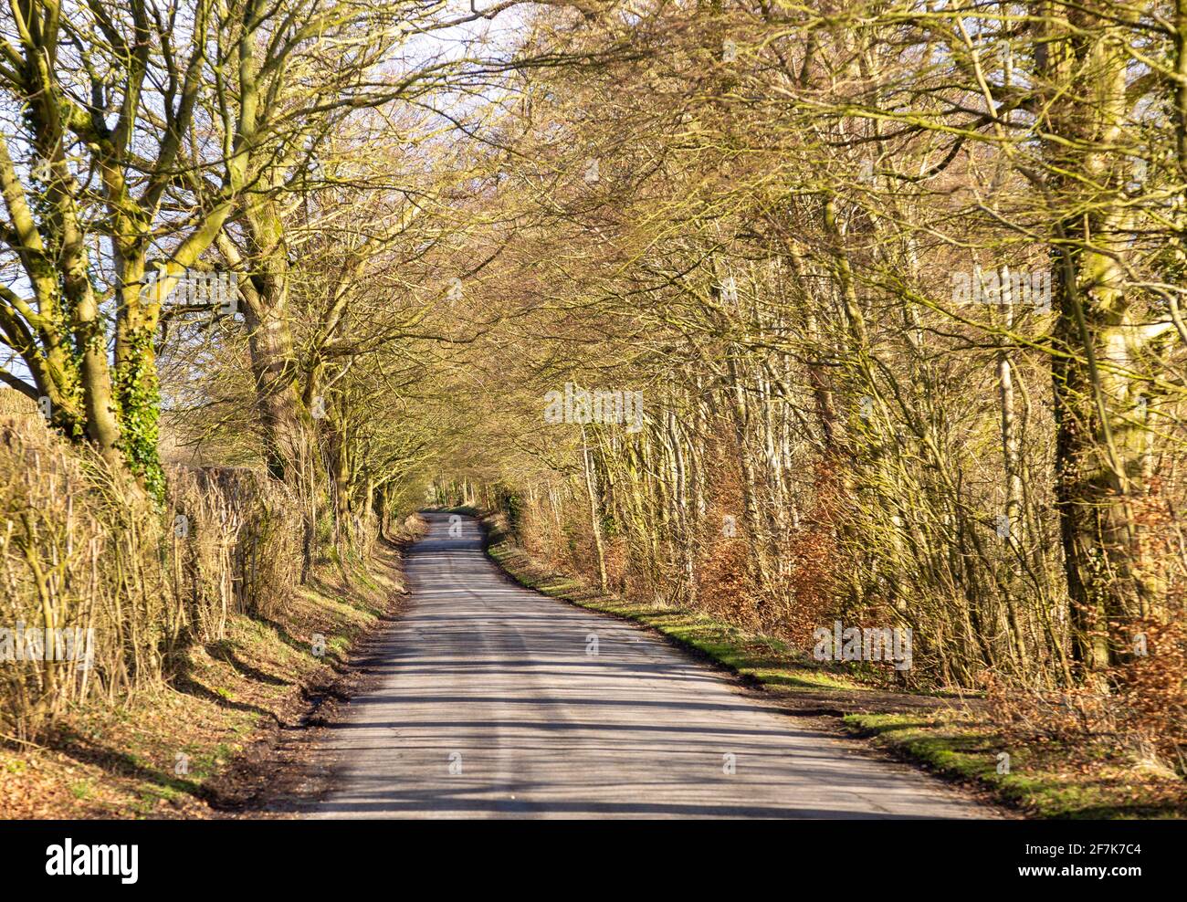 Country road winding into distance between avenue of trees, Yatesbury ...
