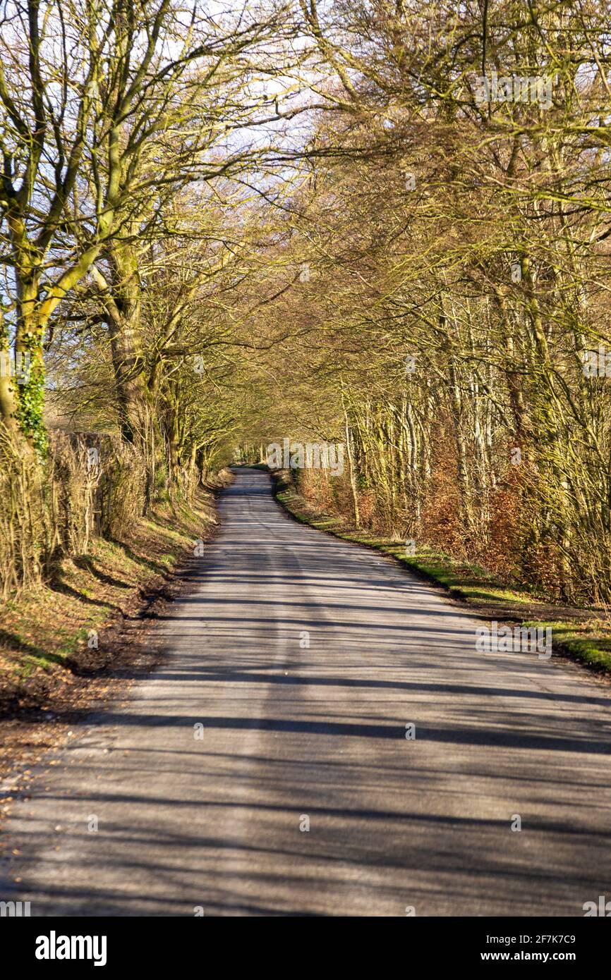 Country road winding into distance between avenue of beech trees ...