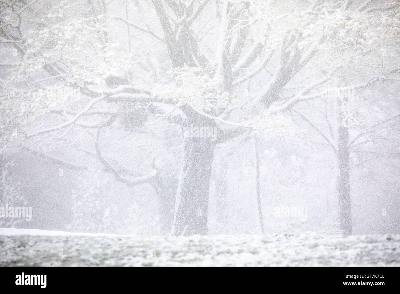 Heavy snowfall in netherlands hi-res stock photography and images - Alamy